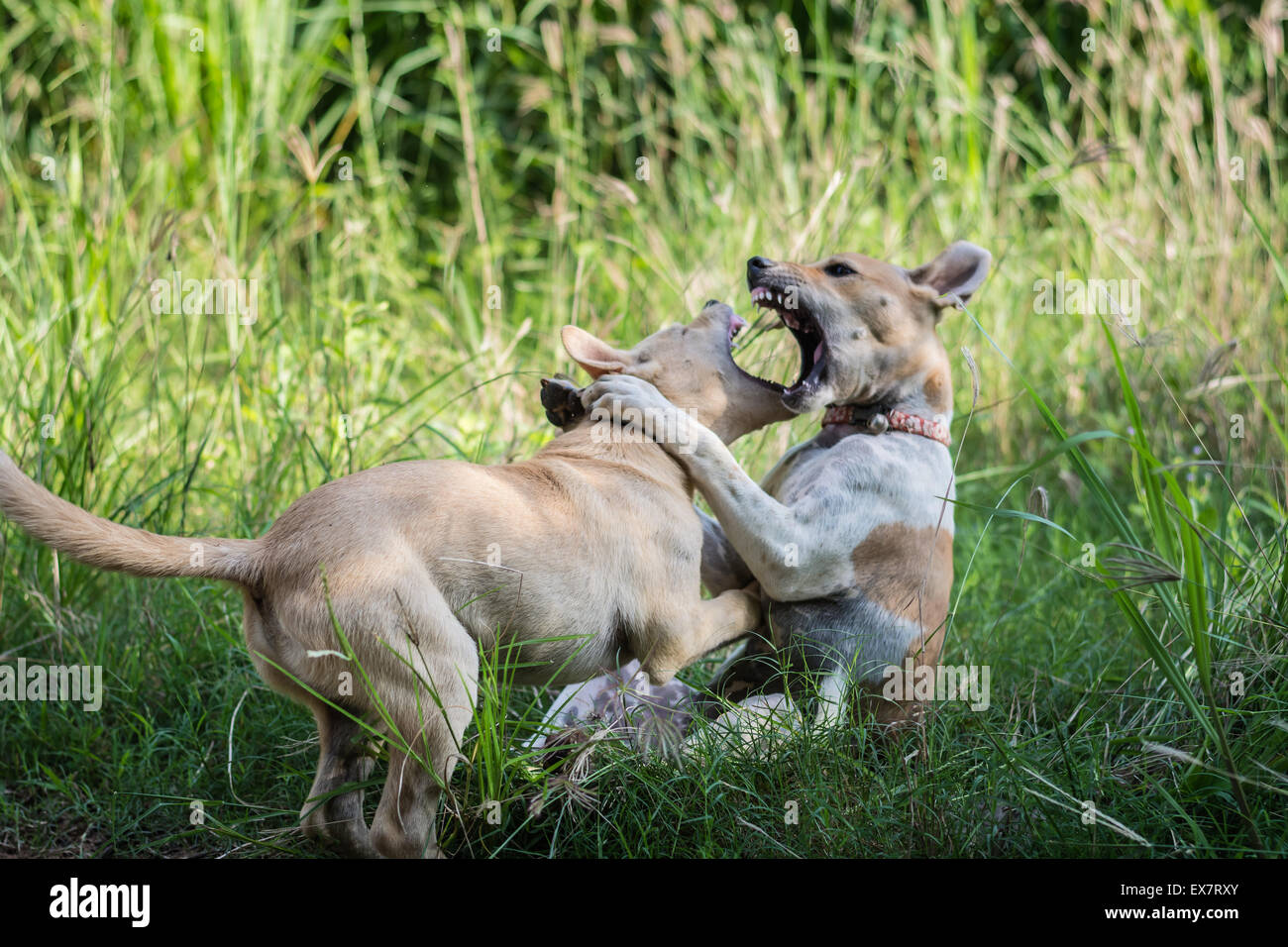 Two street dogs fighting in grass field fighting Stock Photo - Alamy