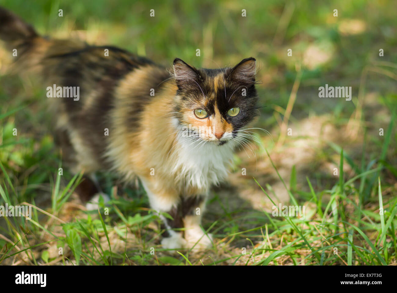 Three colored cat in summer grass Stock Photo - Alamy