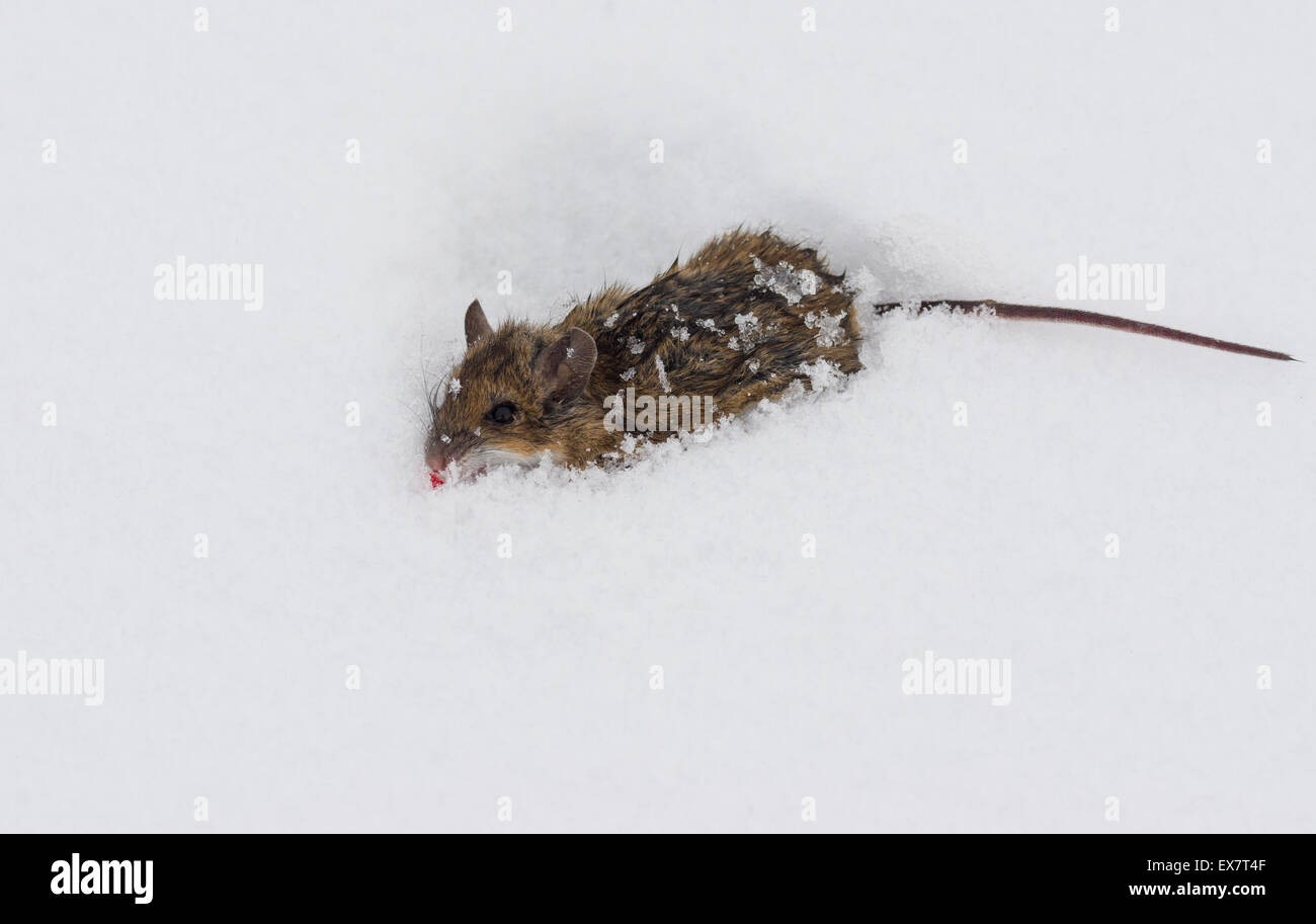 Dead mice winter hi-res stock photography and images - Alamy