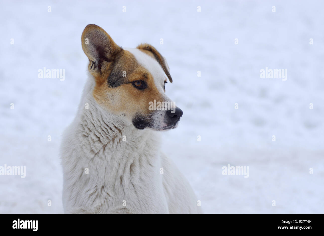 Outdoor portrait of mixed breed, flap-eared dog Stock Photo - Alamy