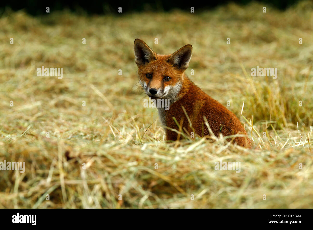 Cute Red Fox cub playing in the hay field Stock Photo - Alamy