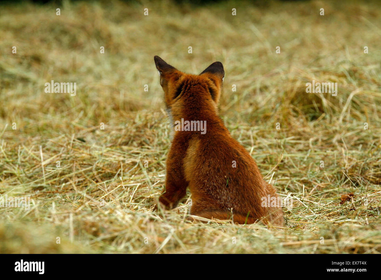 Cute Red Fox cub playing in the hay field Stock Photo - Alamy