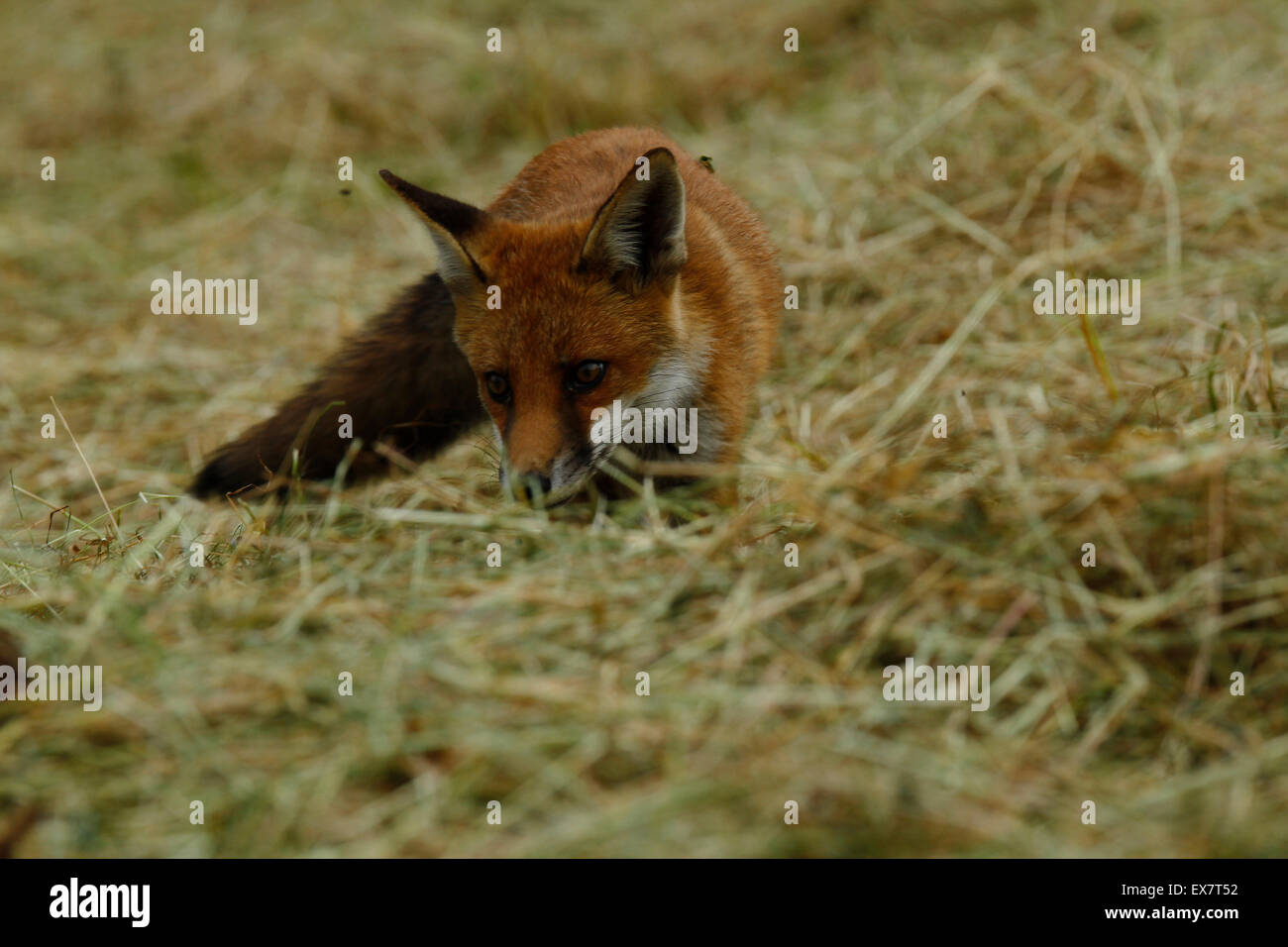 Cute Red Fox cub playing in the hay field Stock Photo - Alamy