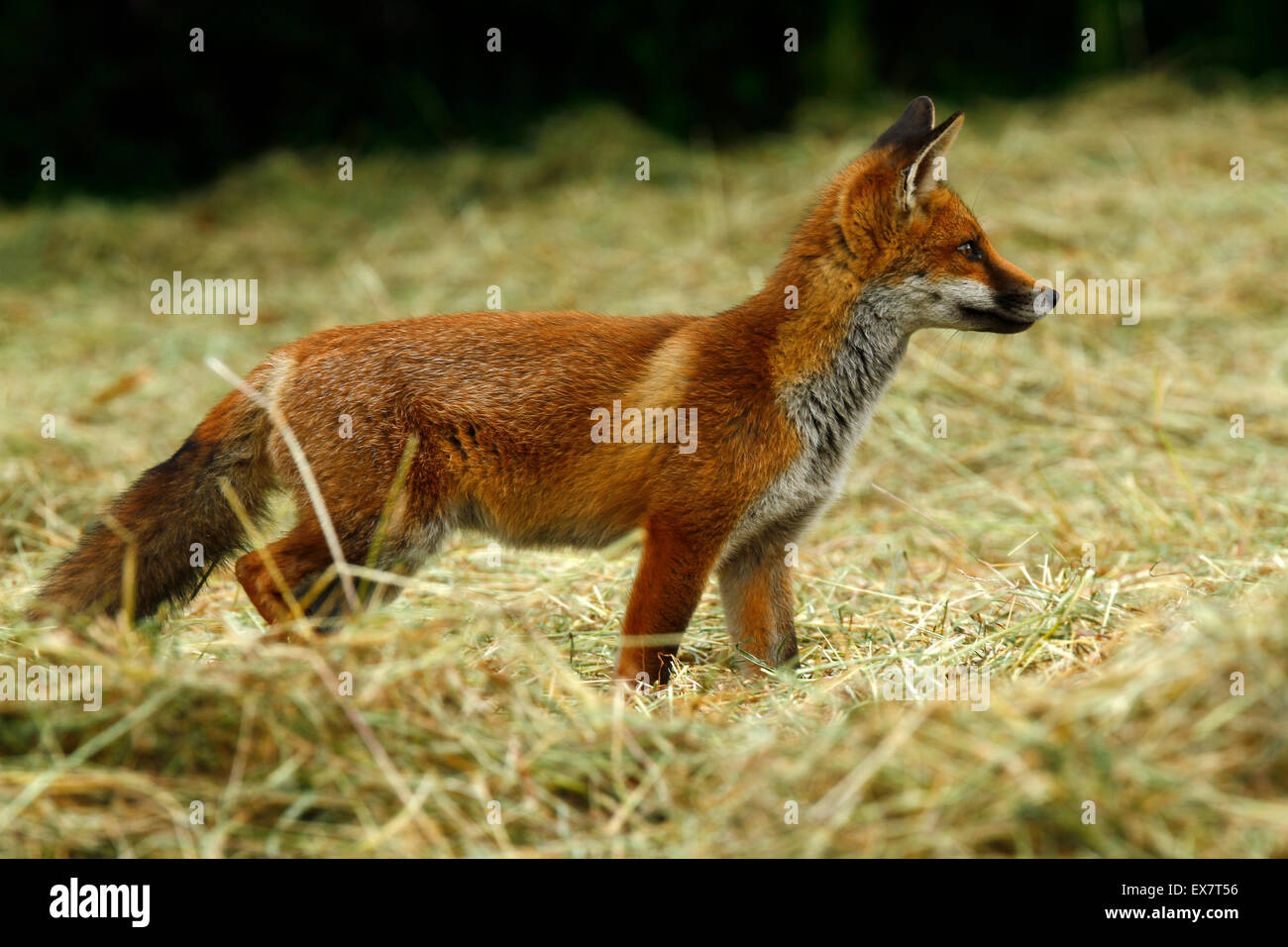 Cute Red Fox cub playing in the hay field Stock Photo - Alamy