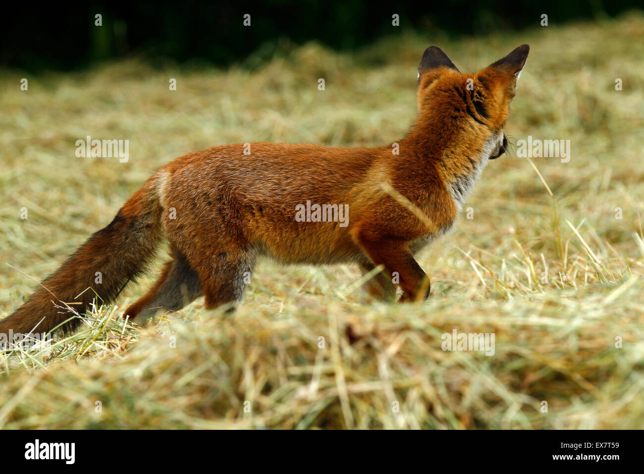 Cute Red Fox cub playing in the hay field Stock Photo - Alamy