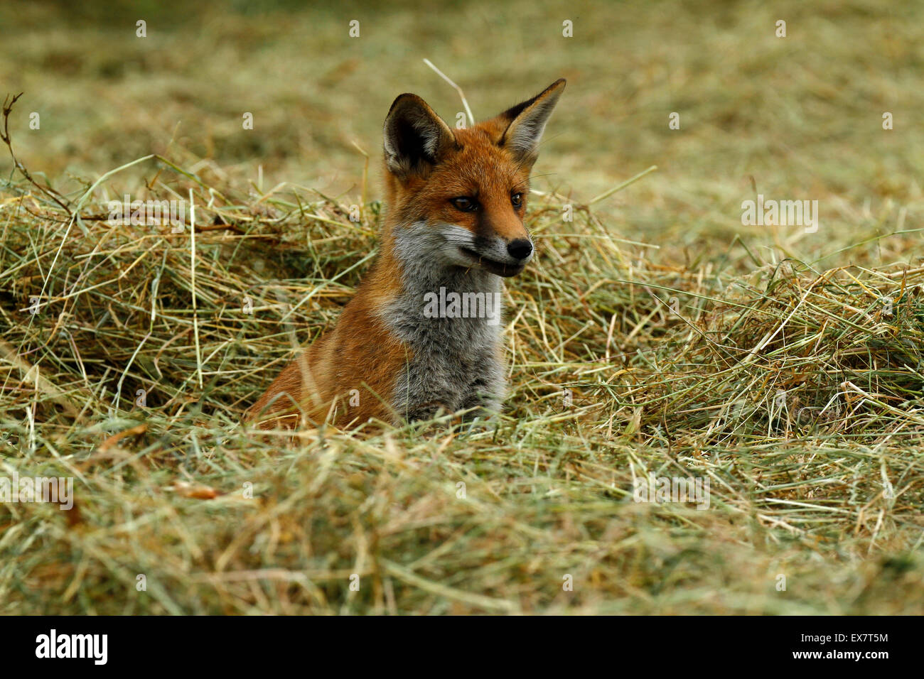 Our largest predator in the British Isles, the beautiful red fox ...