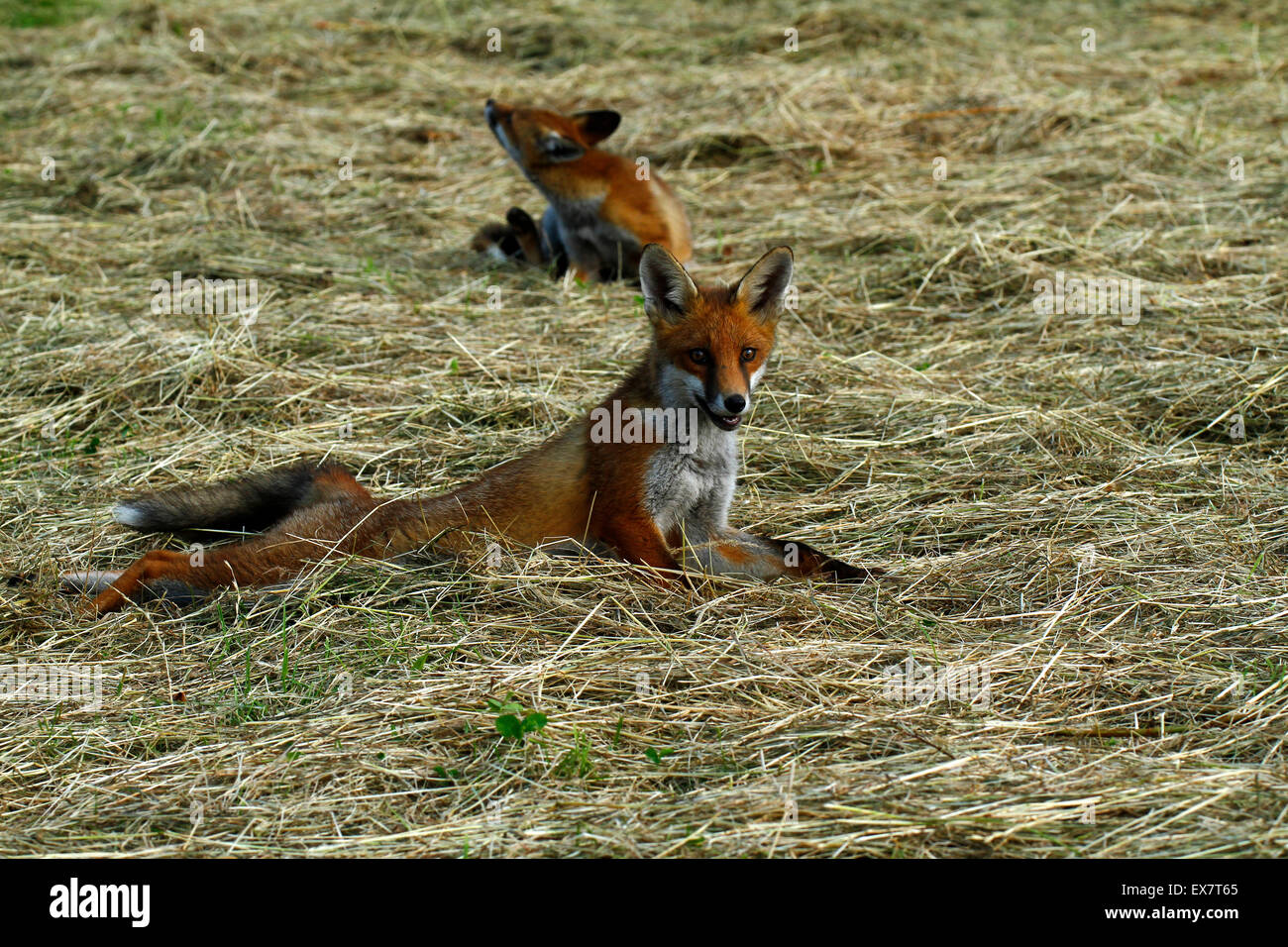 Pair of fox cubs in a hay field one scratching an itch, the other ...