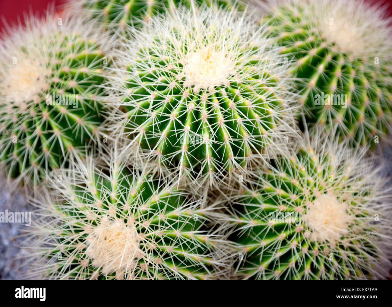 A prickly cactus Stock Photo - Alamy