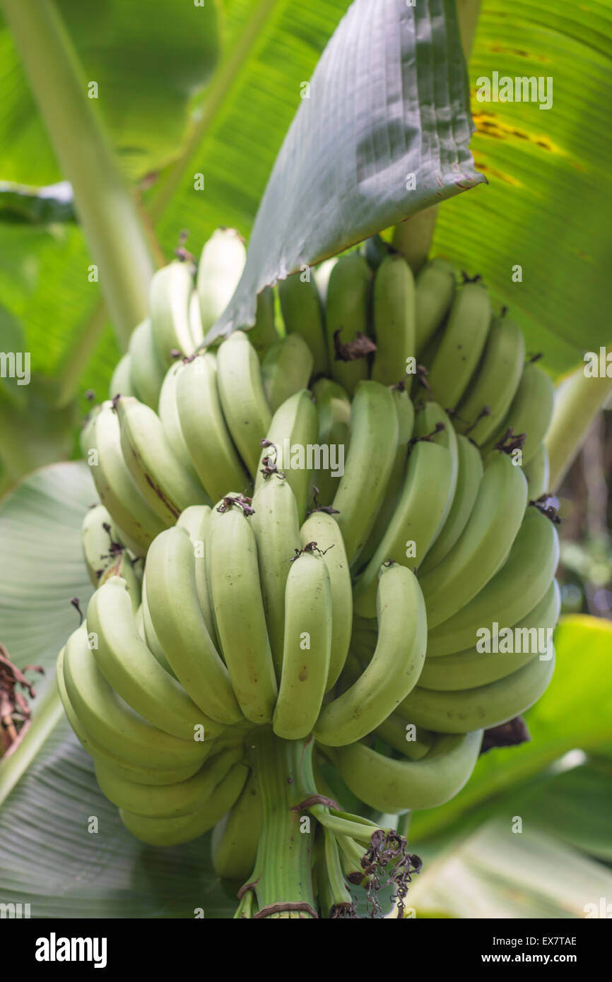 Bunch of tree hi-res stock photography and images - Alamy