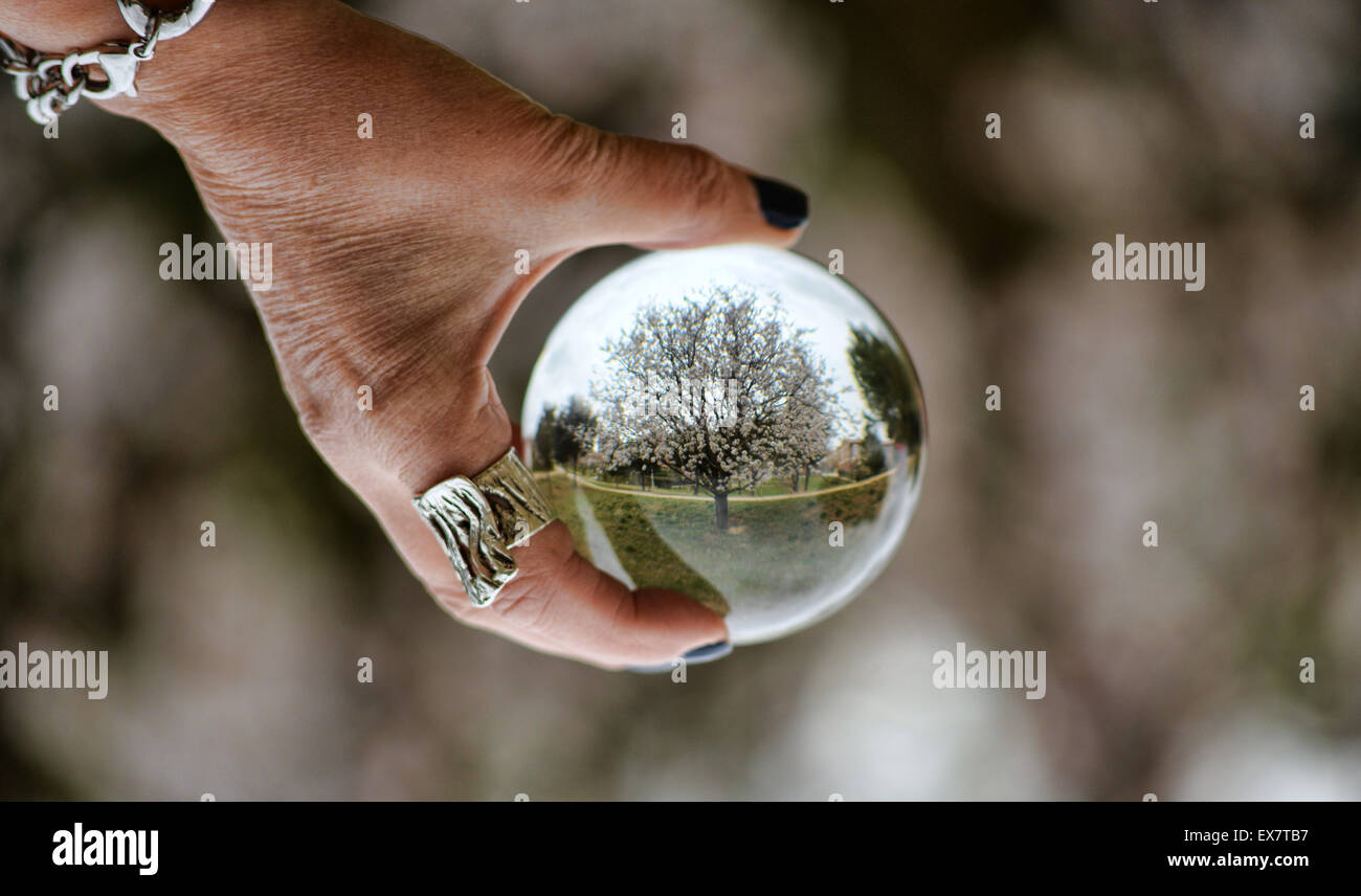 Glass tree hi-res stock photography and images - Alamy