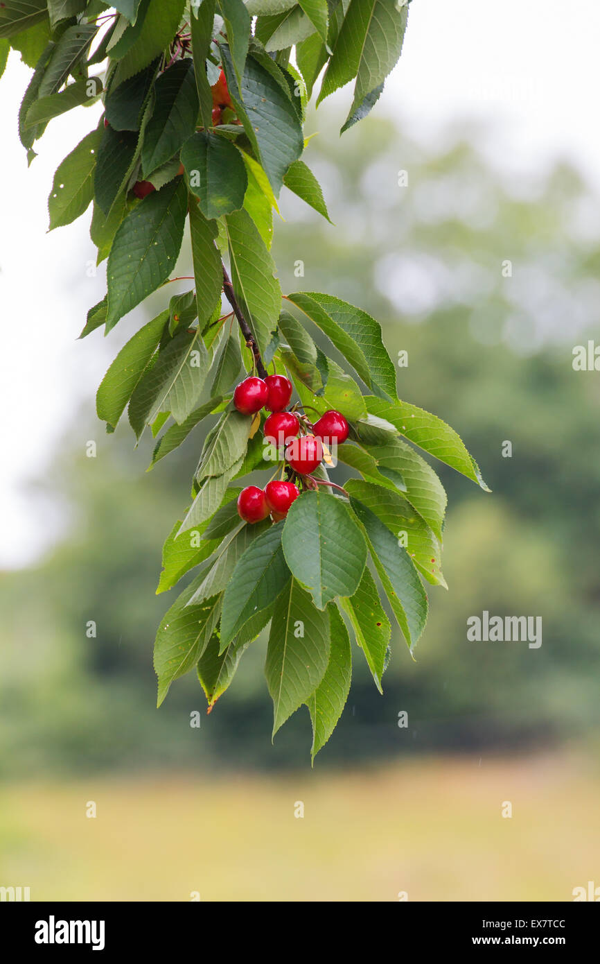 cherry branch full of ripe red fruits and leaves Stock Photo - Alamy