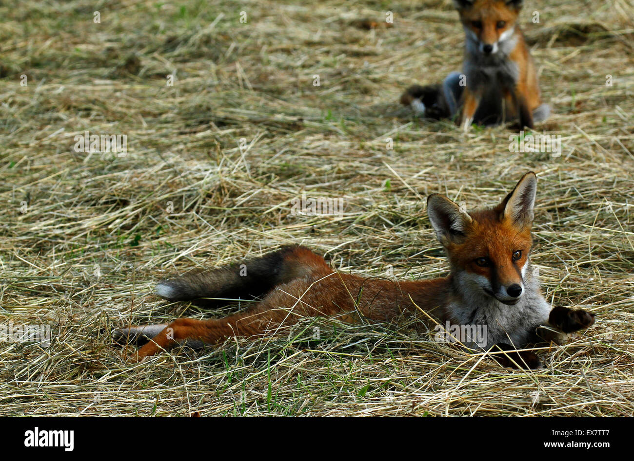 Wild foxes laid out in the sunshine Our largest predator in the British ...