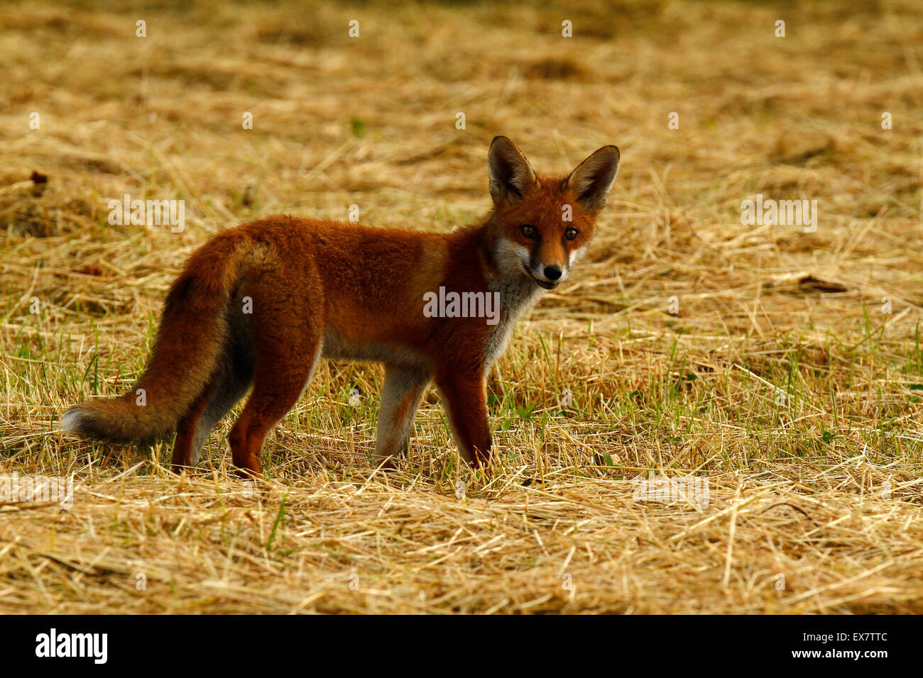 Our largest predator in the British Isles, the beautiful red fox ...