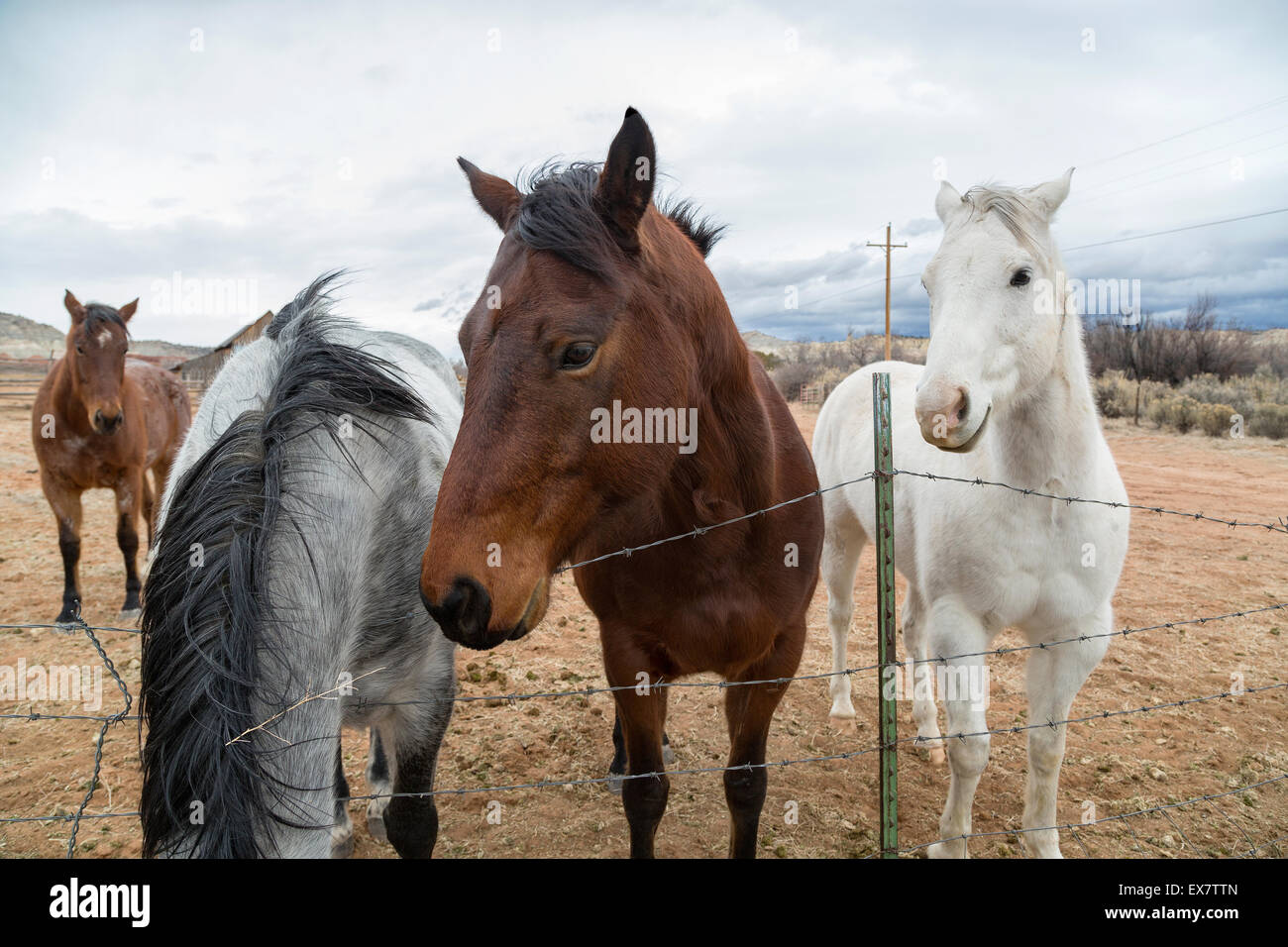 Four horses standing horse hi-res stock photography and images - Alamy