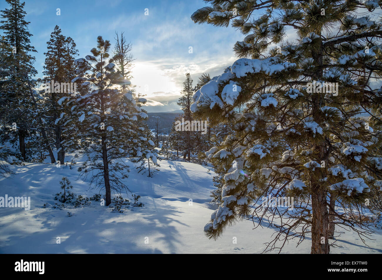 Grove of trees and snow hi-res stock photography and images - Alamy
