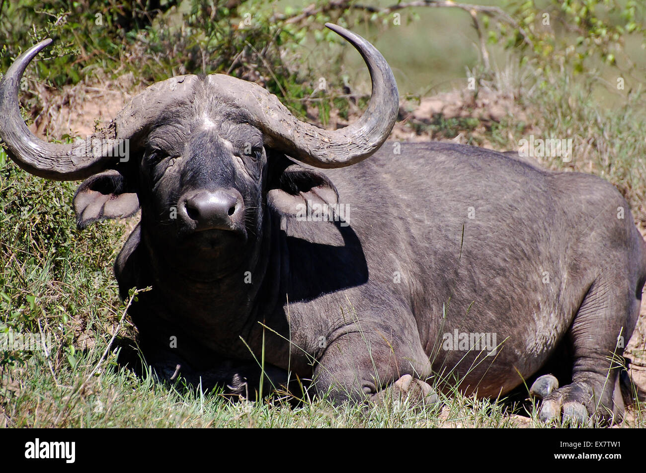 Bull masai mara hi-res stock photography and images - Alamy