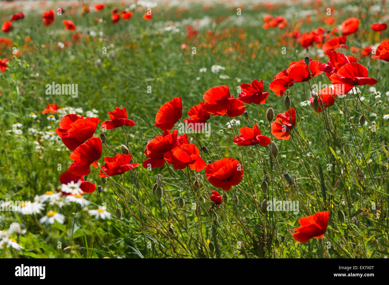 Blooming poppy (Papaver somniferum) flowers Stock Photo - Alamy