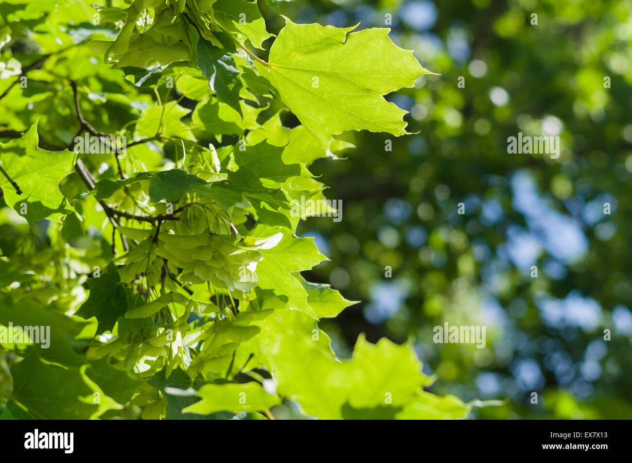 Maple tree branch with bunch of seeds, summer nature background Stock ...