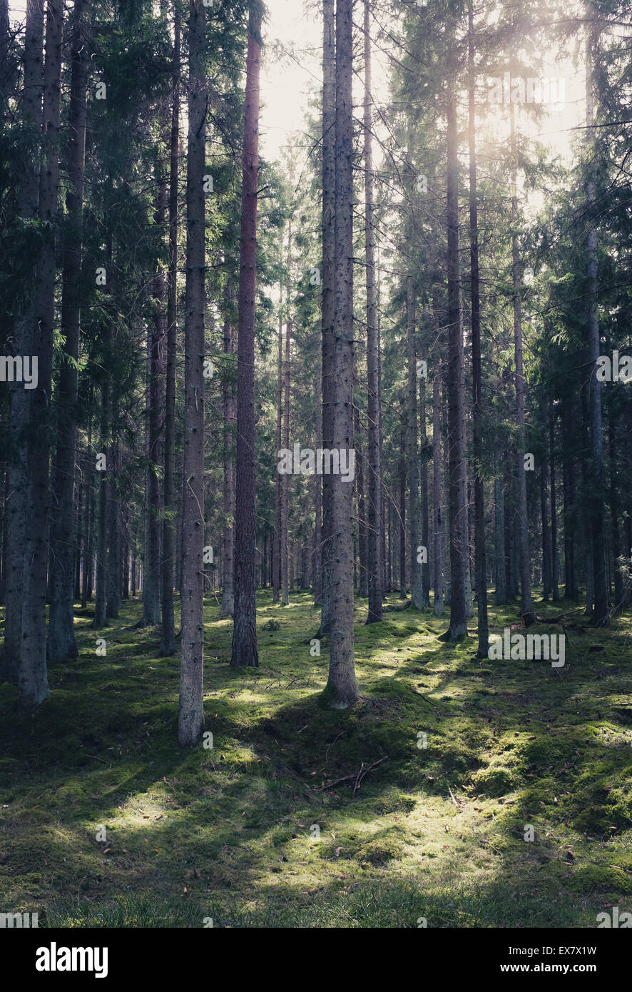 Smaland sweden hi-res stock photography and images - Alamy