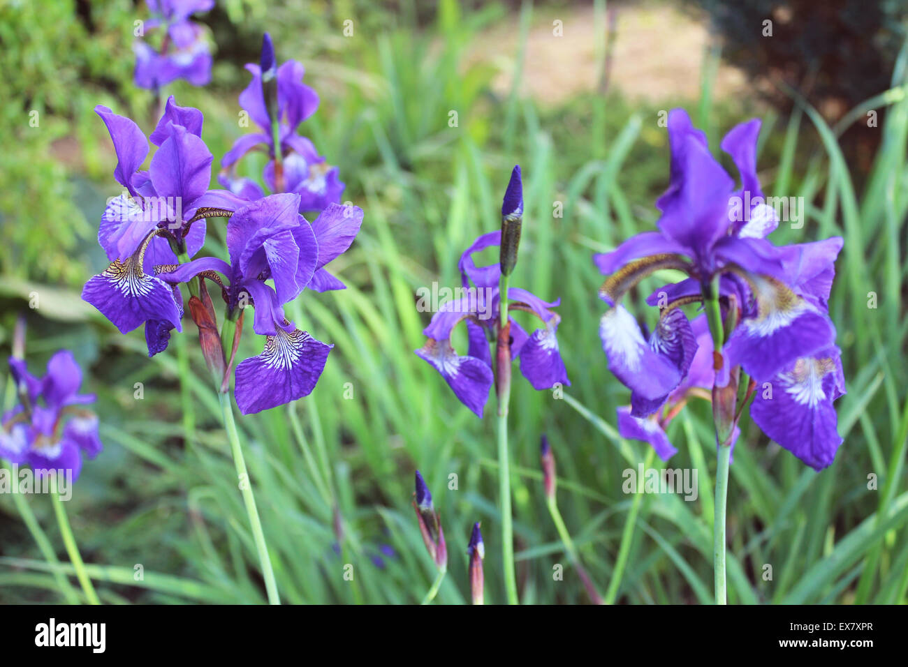 Summer Iris Flowers Stock Photo - Alamy