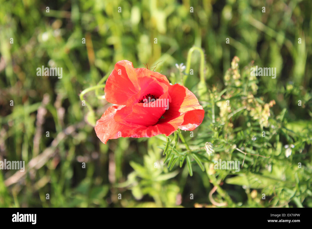 Poppy factory hi-res stock photography and images - Alamy