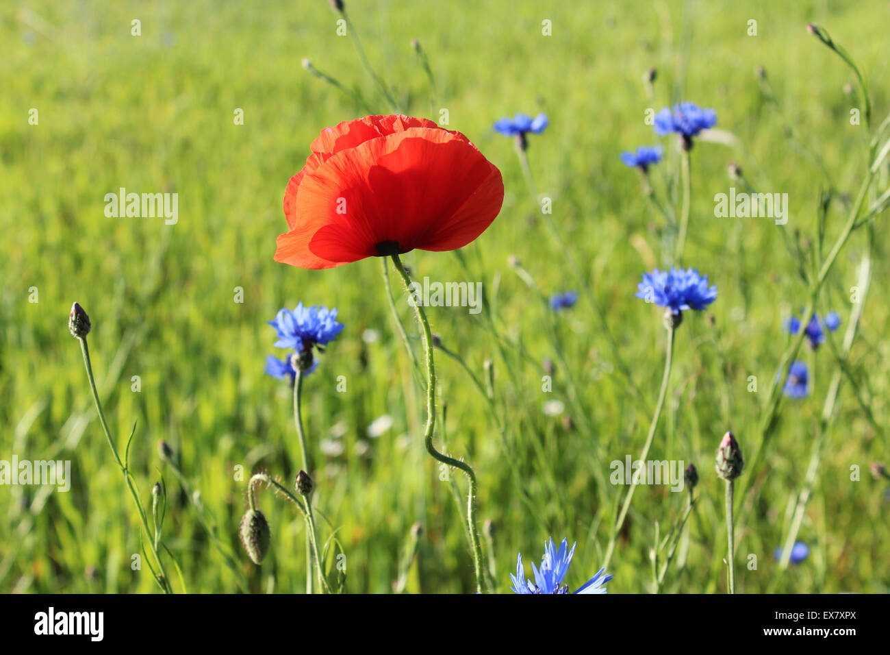 Poppy and cornflower hi-res stock photography and images - Alamy