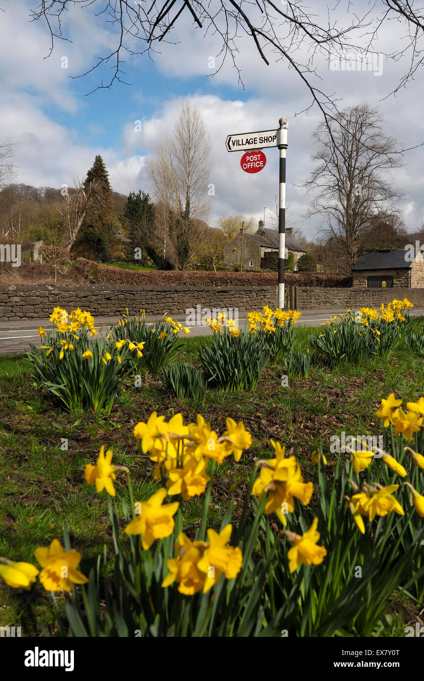 Daffodils in bloom during spring in Derbyshire England Stock Photo - Alamy