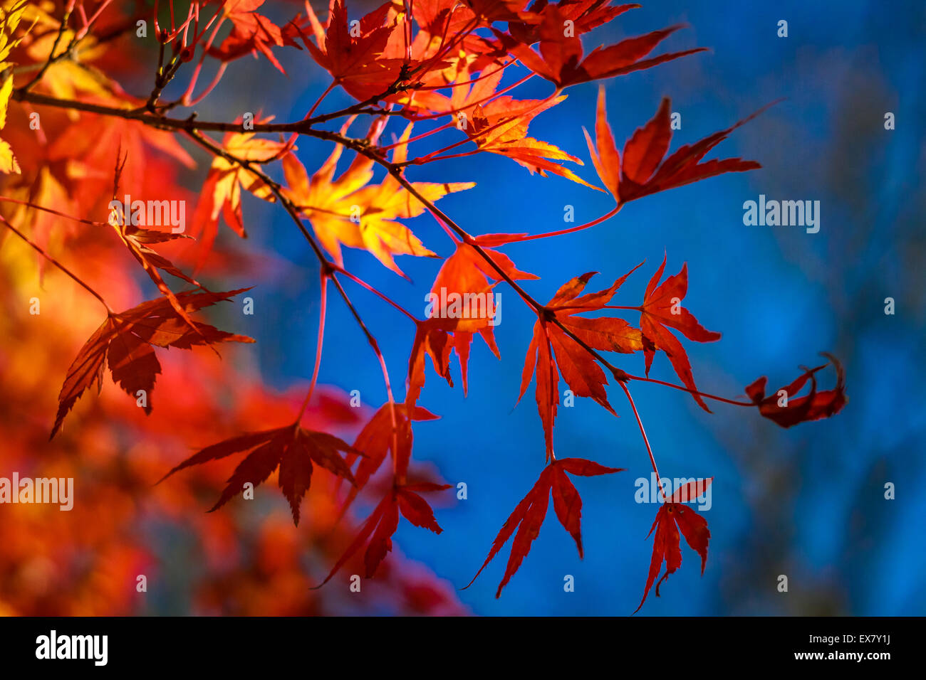 Japanese maple turning red at fall Stock Photo - Alamy