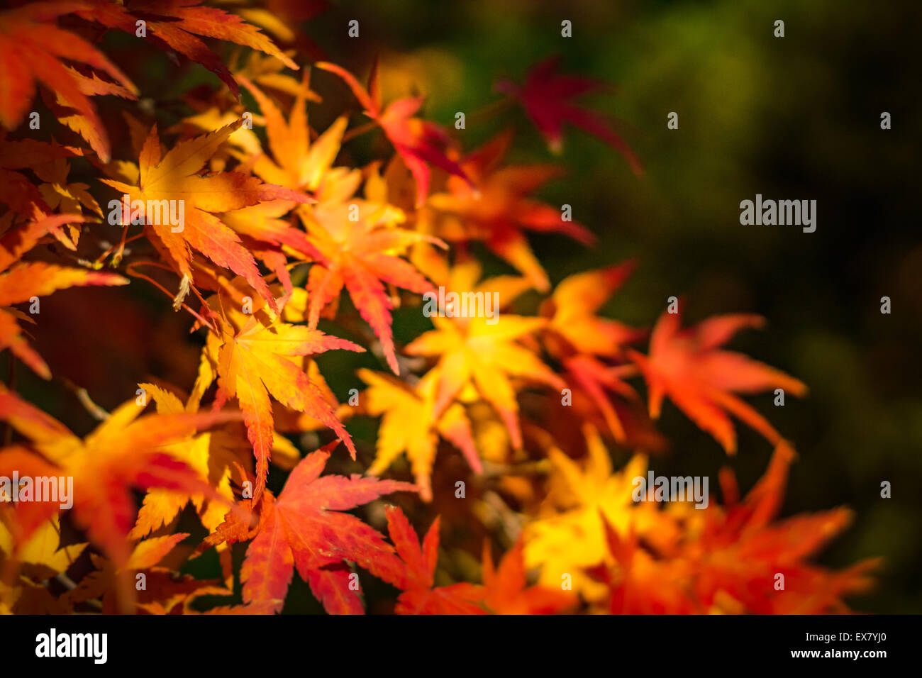 Japanese red maple close hi-res stock photography and images - Alamy
