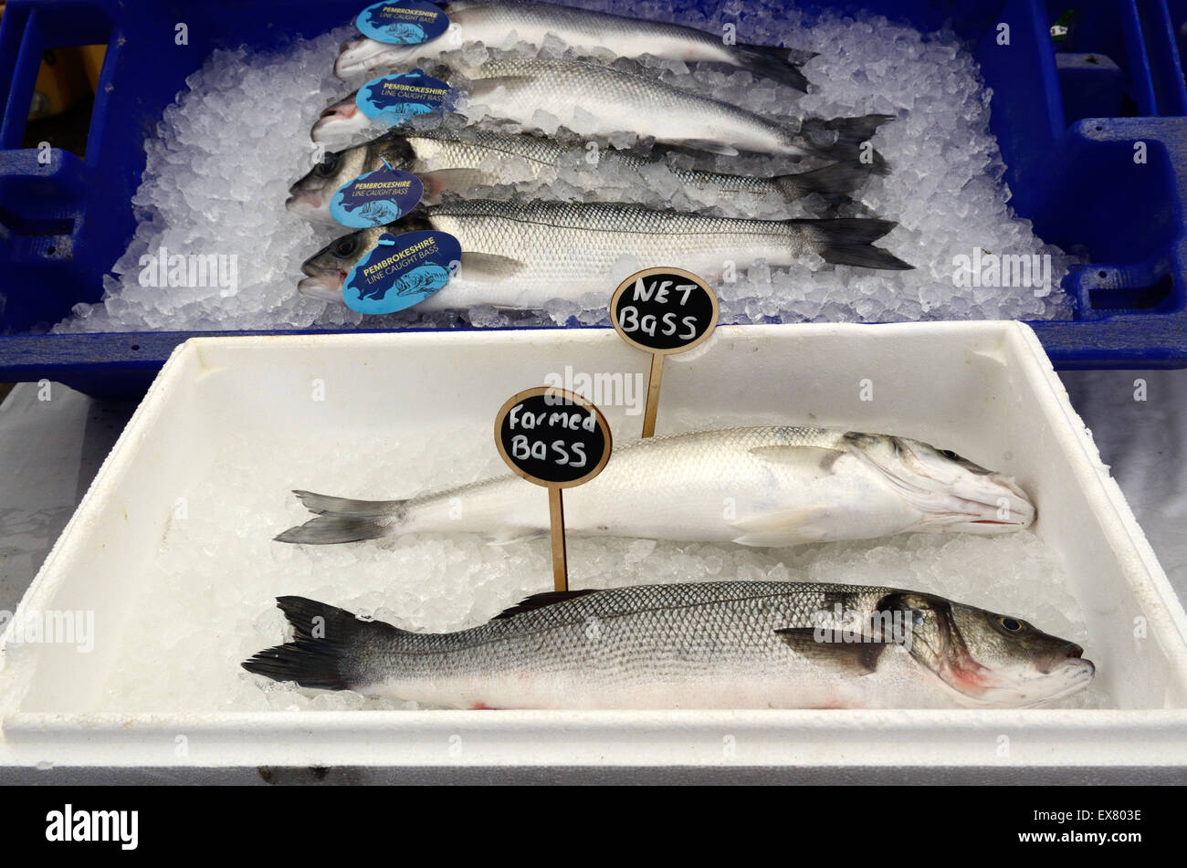 Line caught sea bass hi-res stock photography and images - Alamy