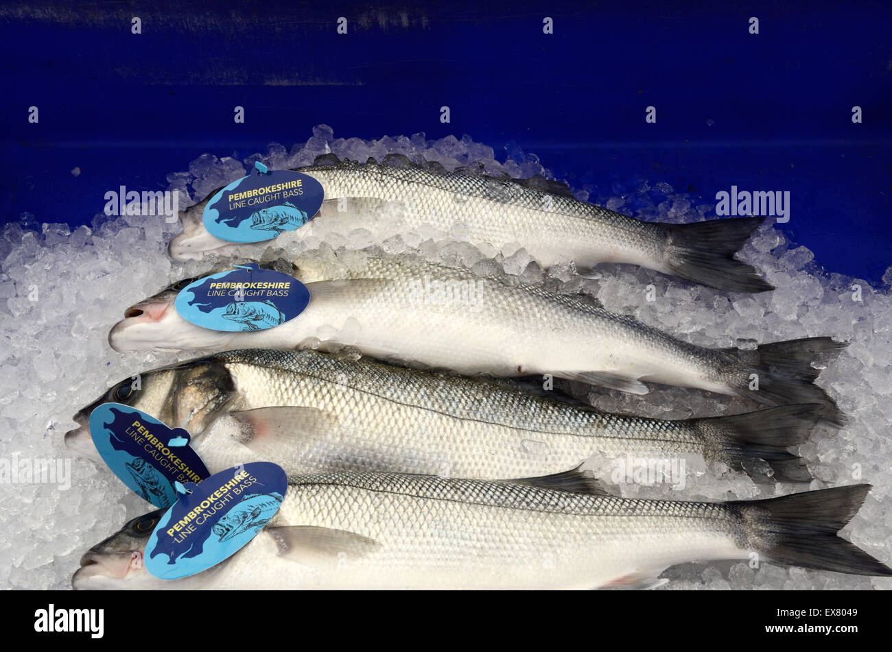 Line caught Sea bass Pembrokeshire Wales Stock Photo - Alamy