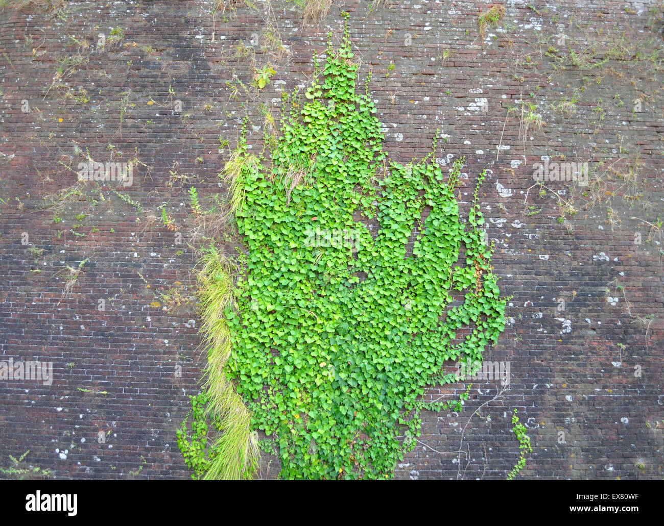 Structure of ivy hi-res stock photography and images - Alamy