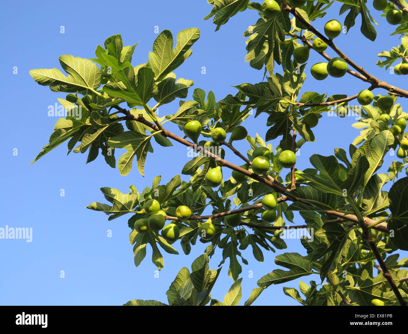 Fig trees in countryside hi-res stock photography and images - Alamy