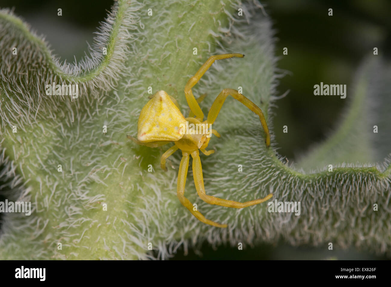 Closeup of yellow crab spider (sp) Thomisus onustus, invertebrate ...