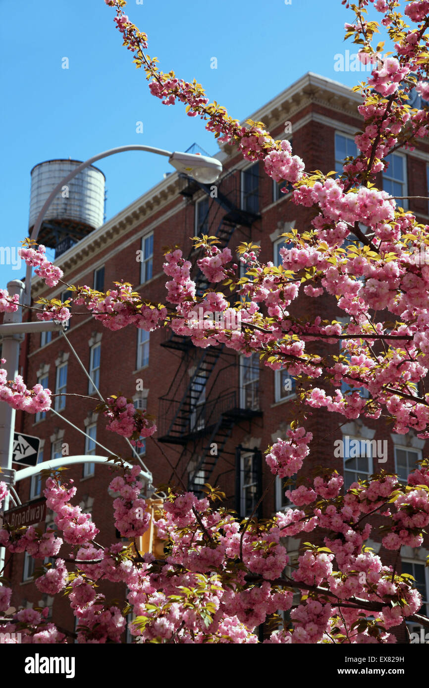 It's a photo of the Pink flowers of a tree in a street of New-York City ...