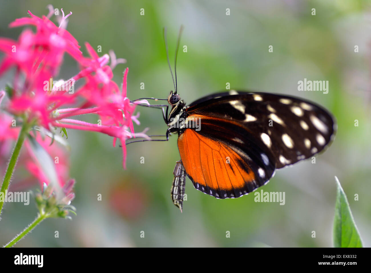 Green longwing hi-res stock photography and images - Alamy