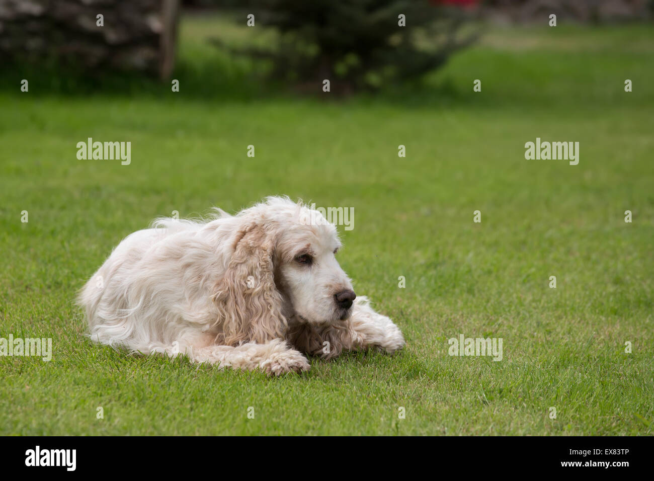 outdoor portrait of lying english cocker spaniel, european champion ...