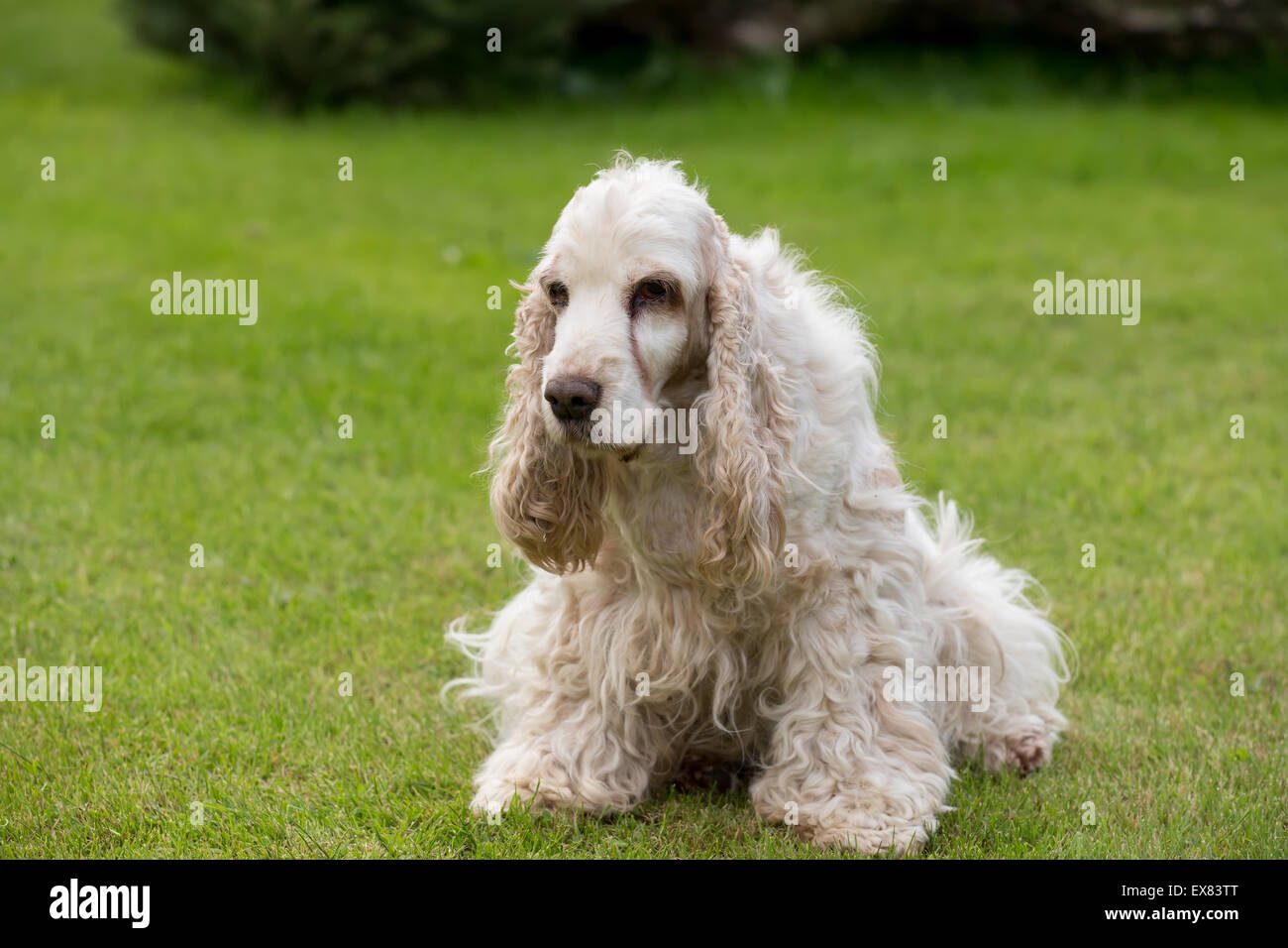 outdoor portrait of lying english cocker spaniel, european champion ...