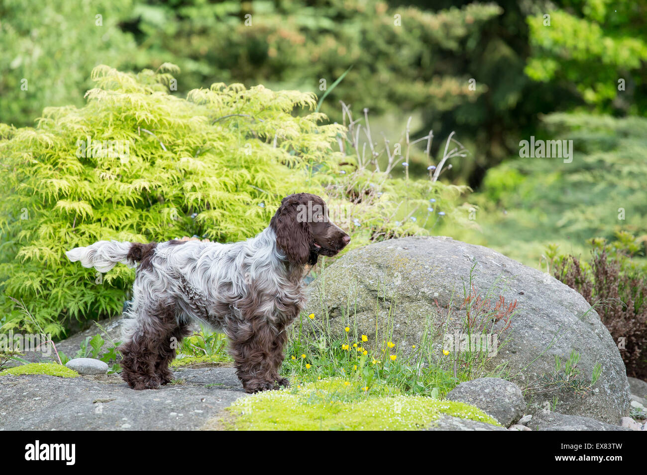 outdoor portrait of english cocker spaniel, european champion, breeding ...