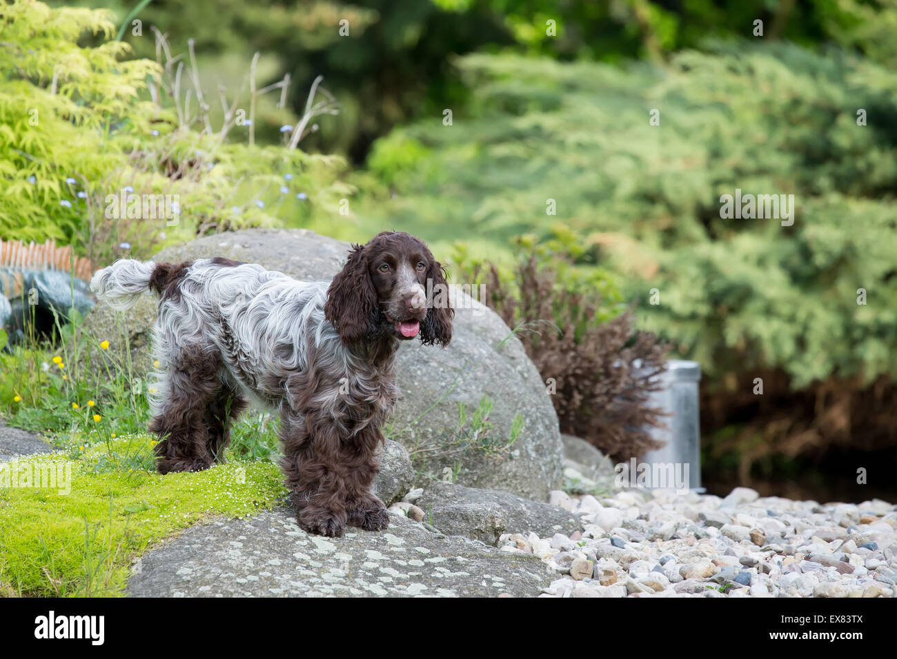 outdoor portrait of english cocker spaniel, european champion, breeding ...