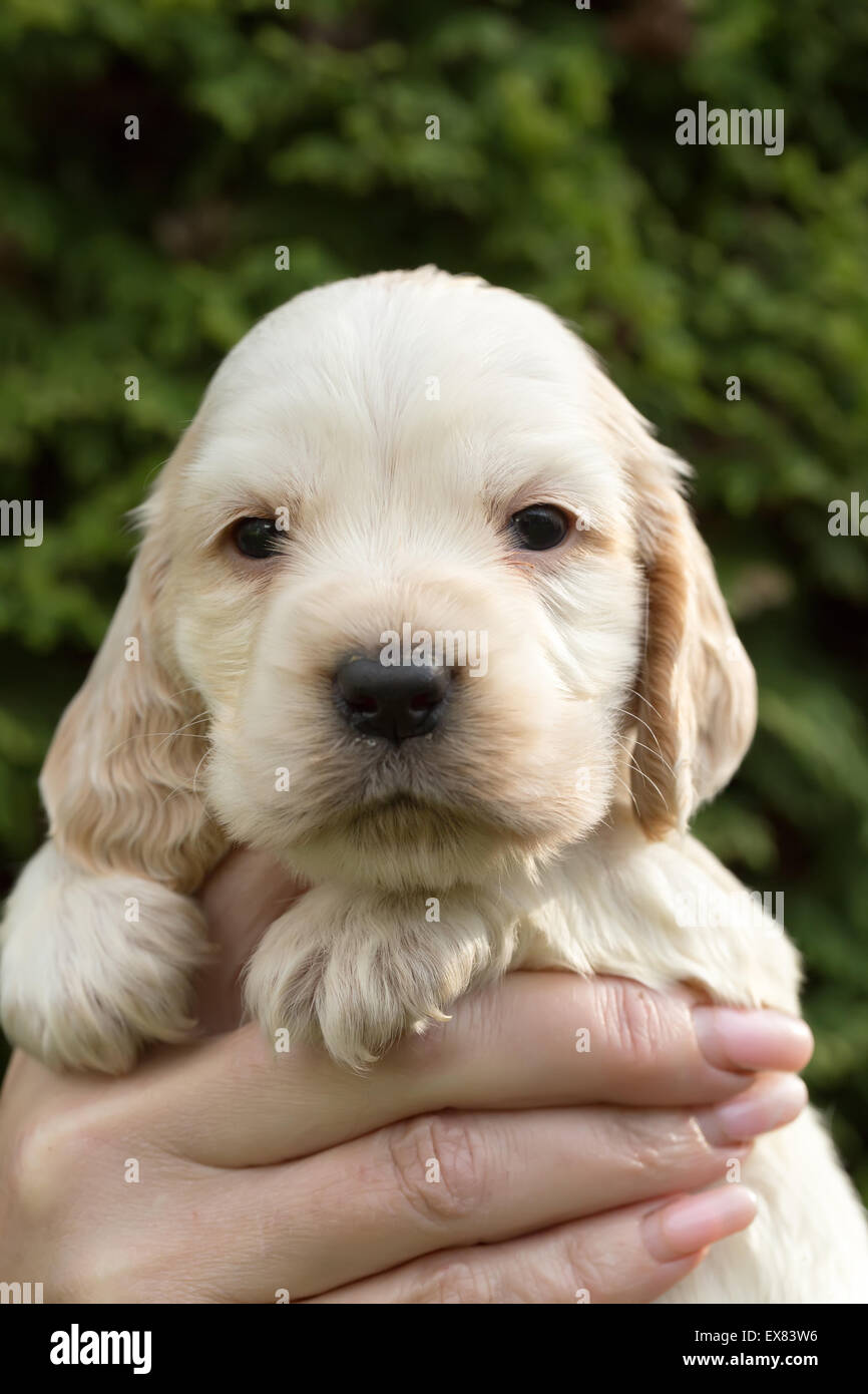 Woman english cocker spaniel hi-res stock photography and images - Alamy