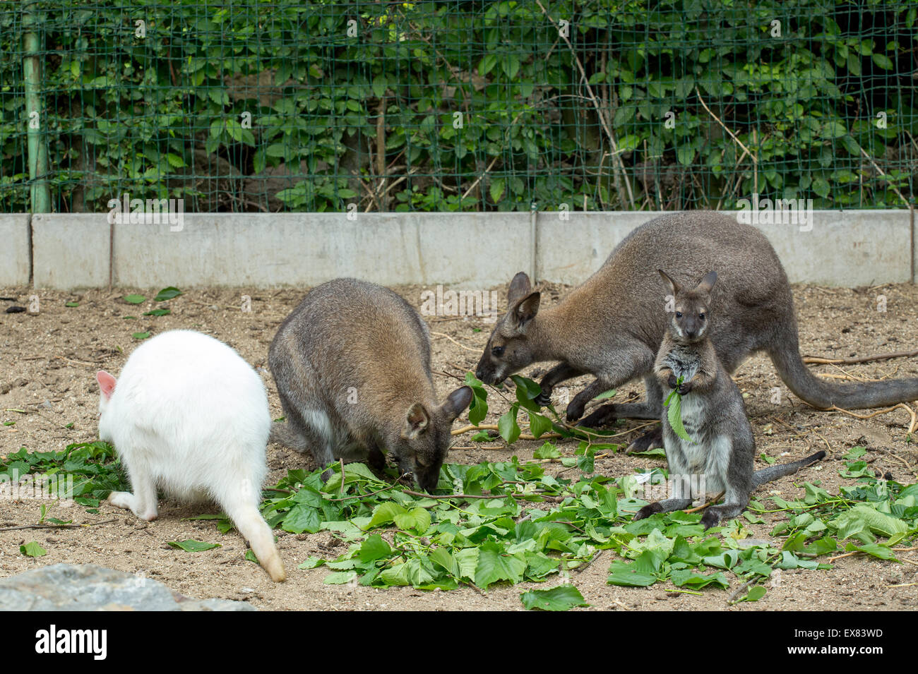 grazzing family of cute Red necked Wallaby, kangaroo (Macropus ...