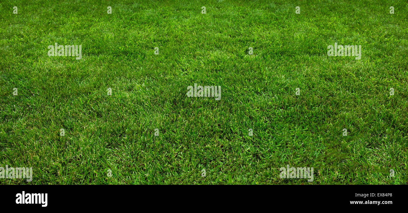 grass at the stadium. A close-up as background Stock Photo - Alamy