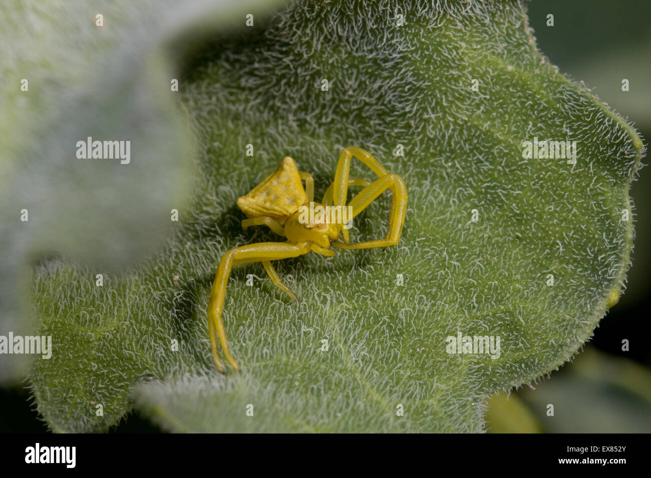Yellow crab spider (sp) Thomisus onustus, arachnid invertebrate in ...