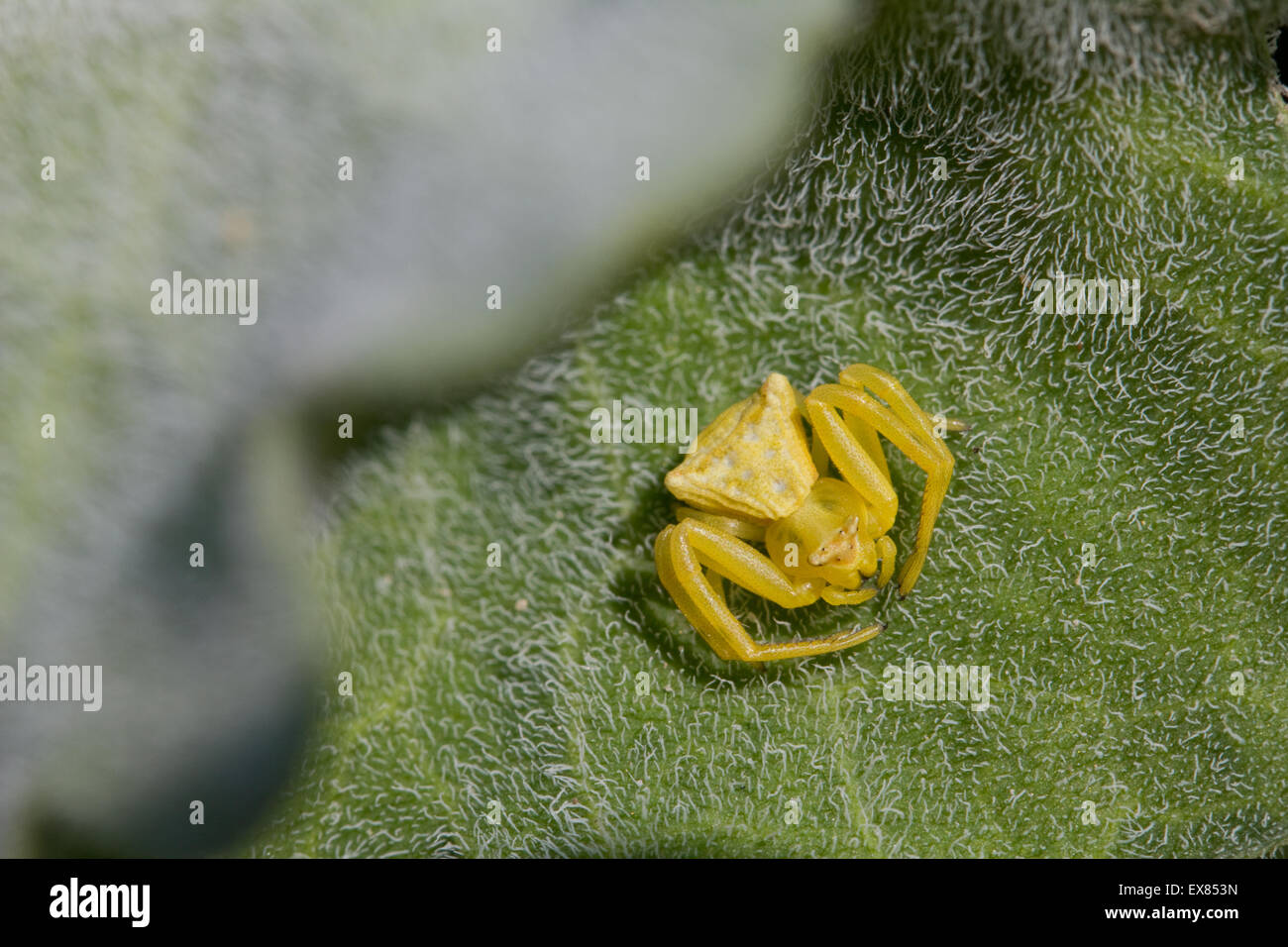 Yellow crab spider (sp) Thomisus onustus, arachnid in ambush on a leaf ...