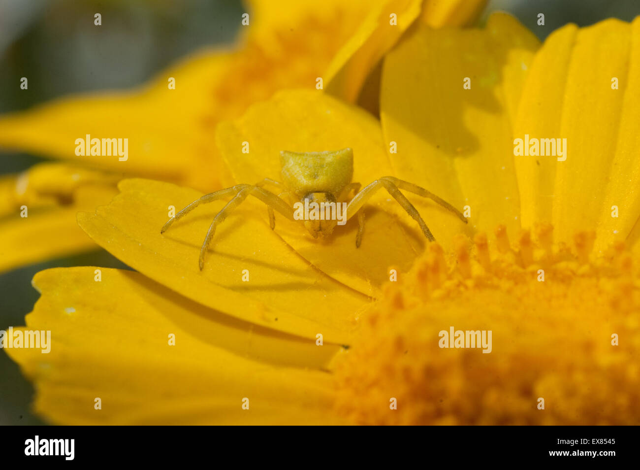 Ambushing Yellow crab spider (sp) Thomisus onustus, invertebrate ...