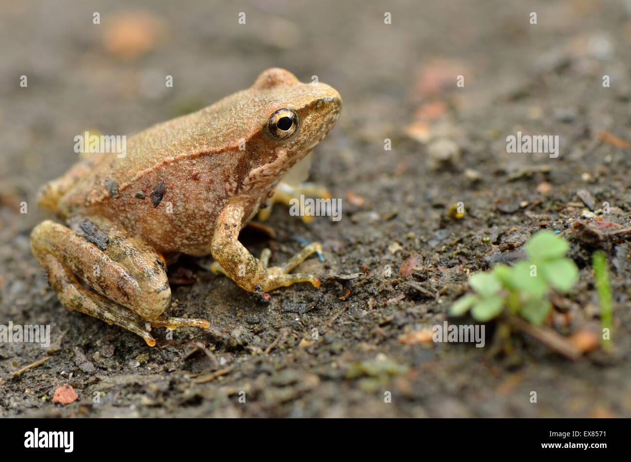 Ground of the italian stream frog hi-res stock photography and images ...