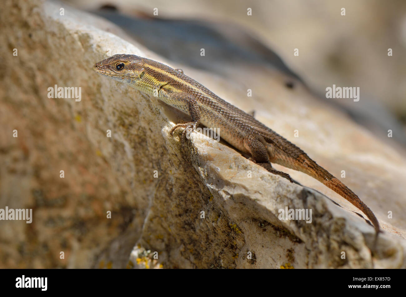 Snake eyed lizard ophisops elegans hi-res stock photography and images ...