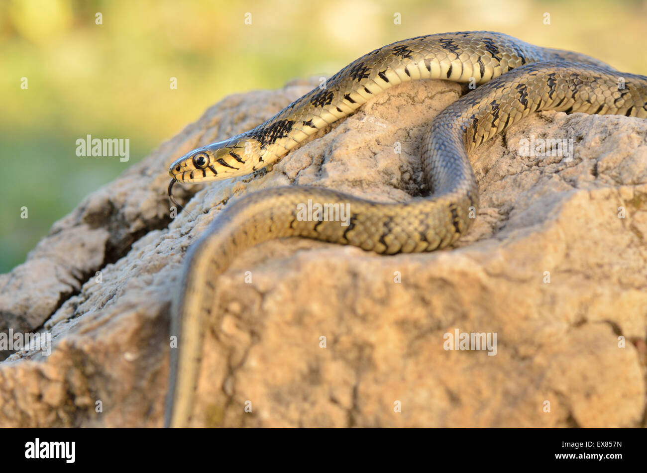 Adult grass snake or ringed snake (Natrix natrix persa), ruins of ...