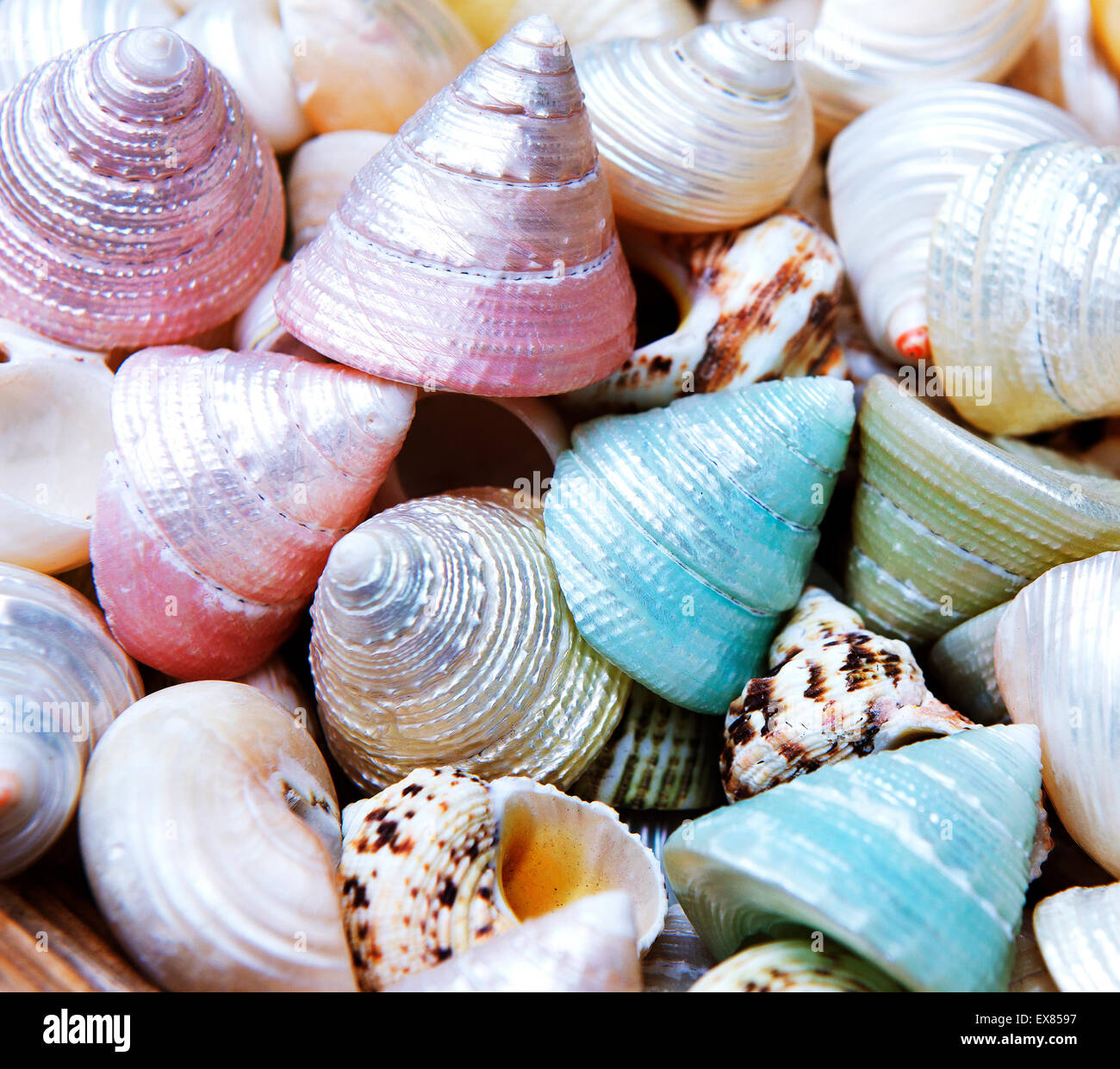 Seashells hi-res stock photography and images - Alamy